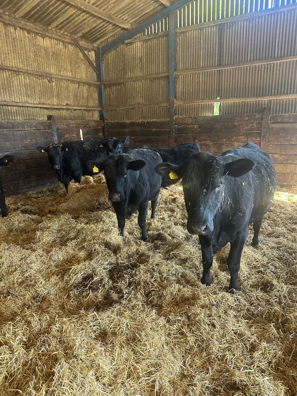 For Sale - Alan Gray Cattle Sales and Livestock
